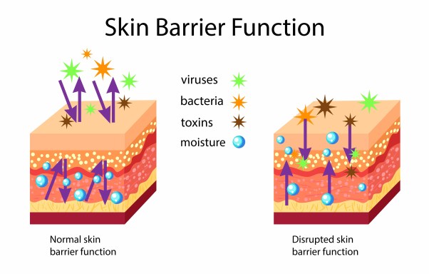 Why Is Skin Barrier Important, And How Does It Functions?